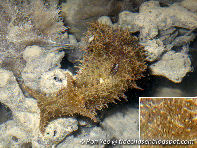 tHE tiDE cHAsER: Sea Hares (Phylum Mollusca: Clade Aplysiomorpha) of ...