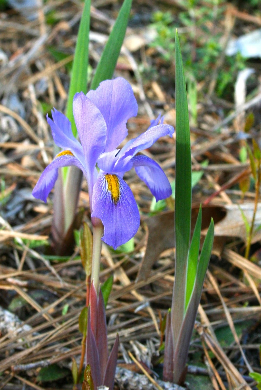 Hoot Owl Karma: Dwarf Wild Iris, Spring is Here!