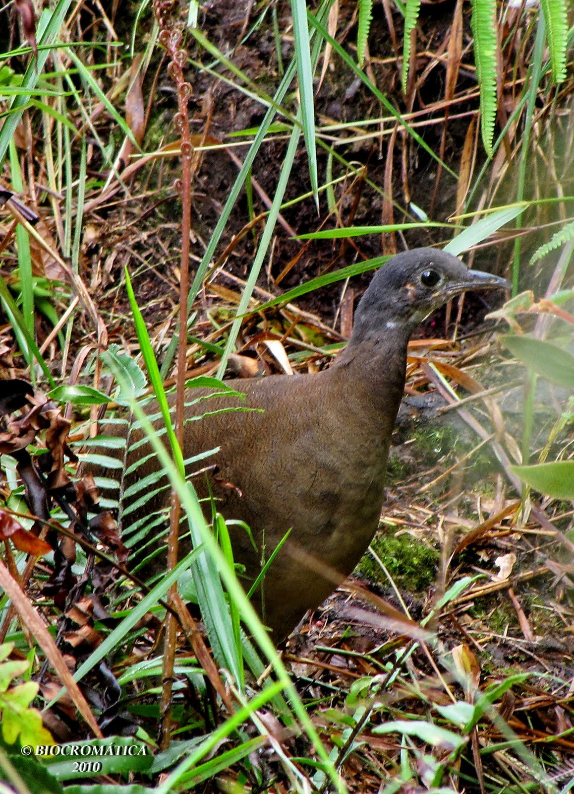 Nothocercus nigrocapillus / Hooded tinamou / Zwartkap tinamoe | Bird ...