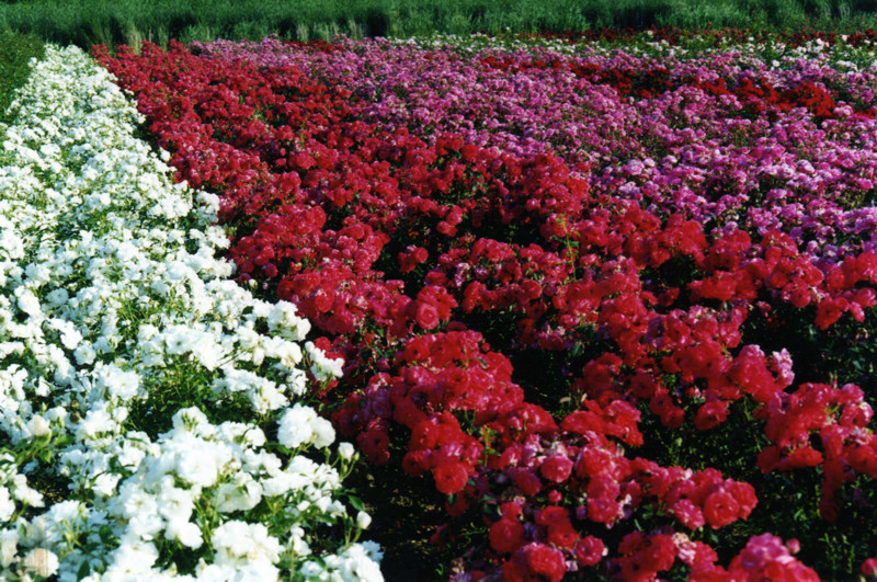 Best of nature: 10 Awesome Facts about Roses