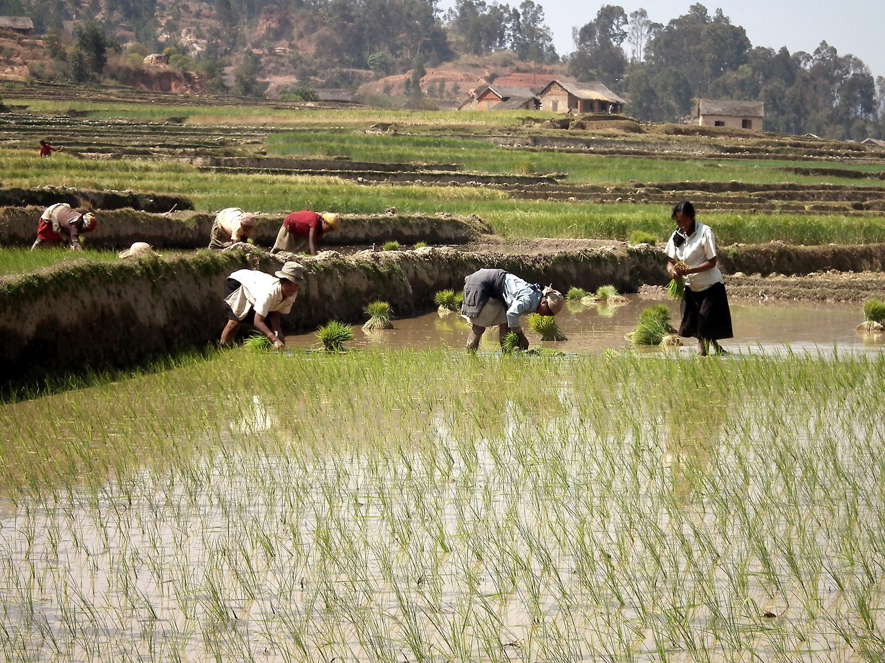 "S" obéit et "R" agit: Riz de Madagascar
