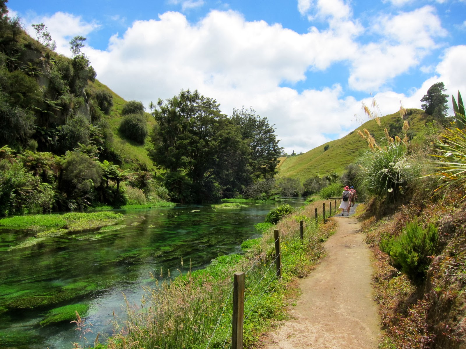 Walk to the Blue Spring: one of NZ's best kept secrets | the adventures ...