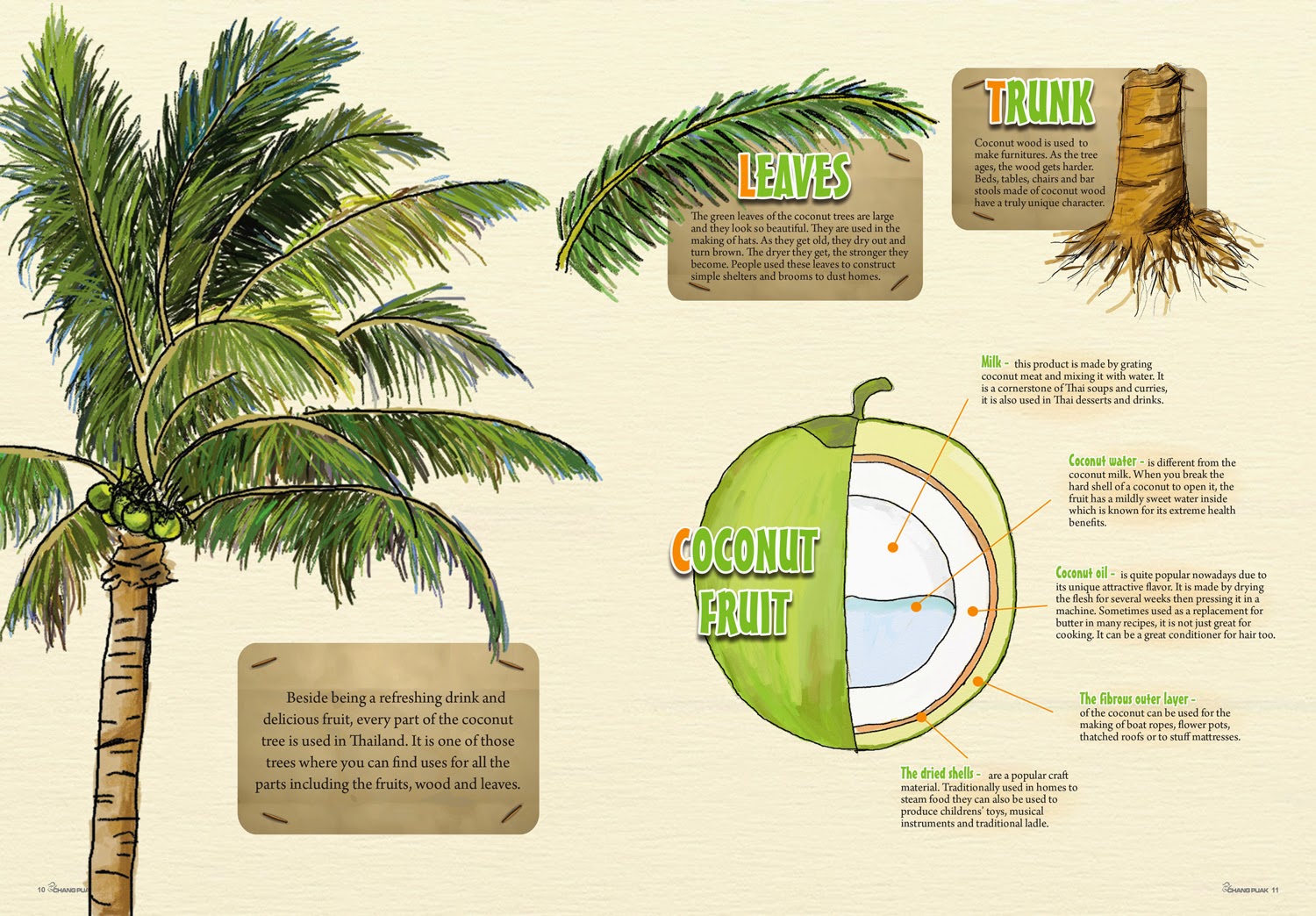 Chang Puak Magazine: Coconut The tree of life.