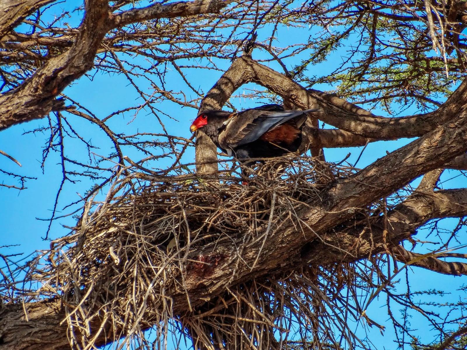 Oupa Storm se Bosstories: Buffelwewer Voel