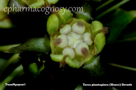 Botany macro Tacca plantaginea