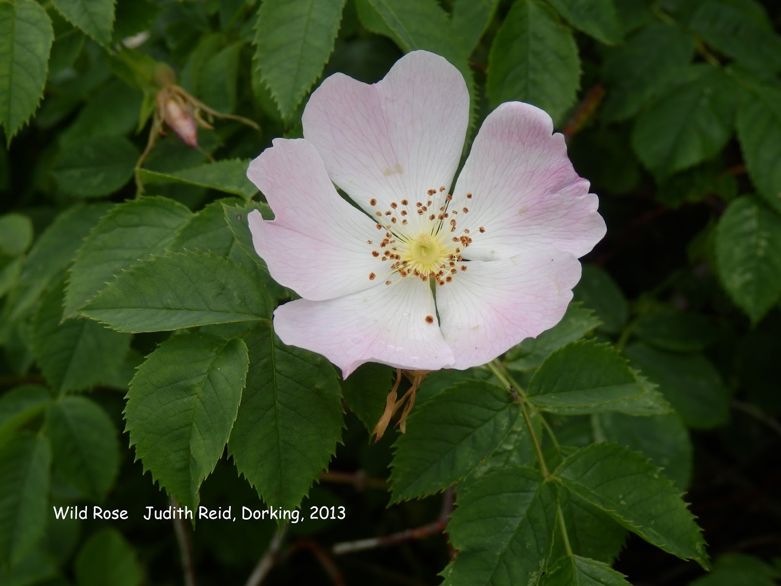 Nature Knows Best: Bach Flower Essence - Wild Rose