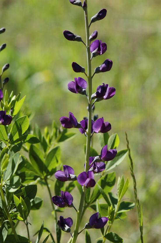 Field Biology in Southeastern Ohio: Prairies Part 3: Species Results