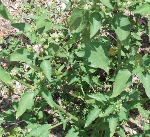 Solanum Nigrum Edible Leaves