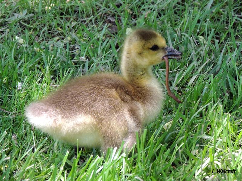 The View from Squirrel Ridge: Iris, Goose, Cardinals, Worms.