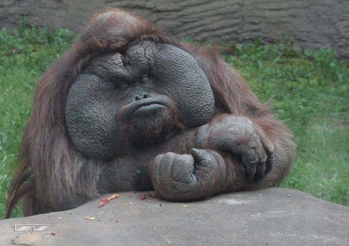 ¡A tu Salud!: noviembre 2012