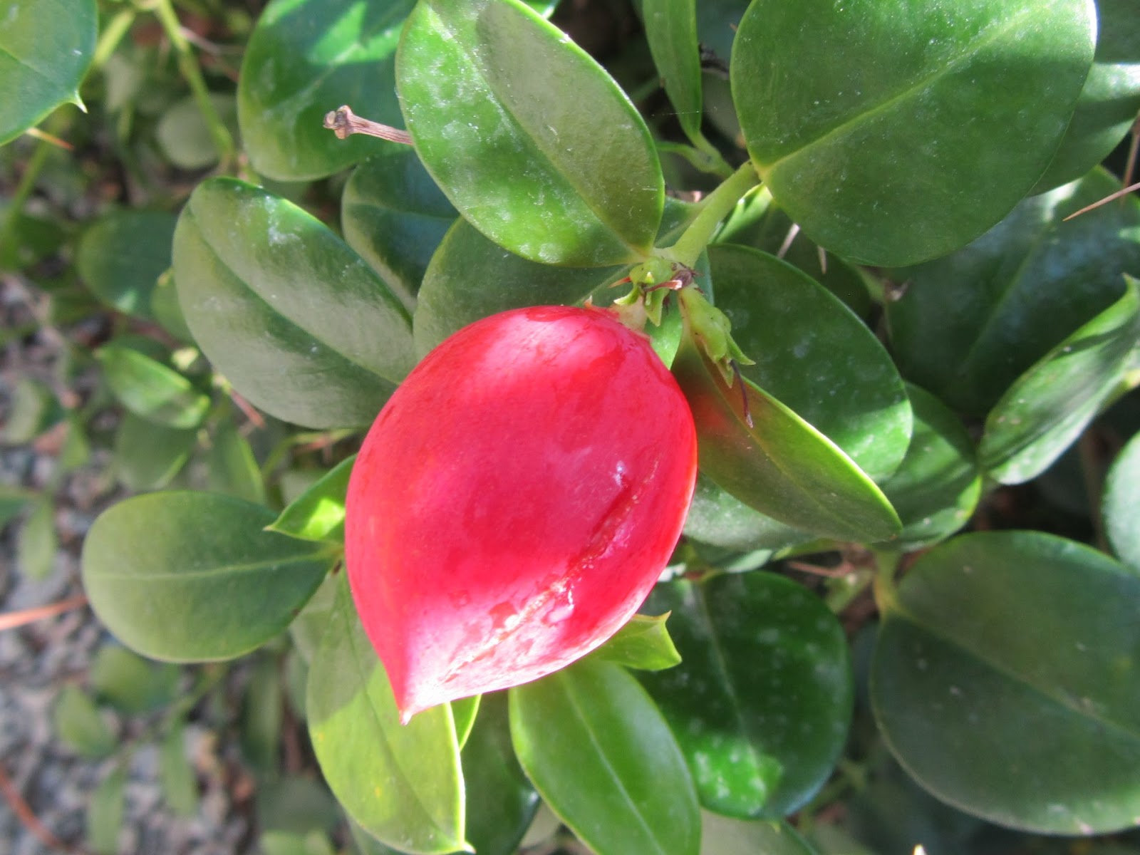 Come Coltivare la Carissa macrocarpa (Prugna del Natal) ? Dove può ...