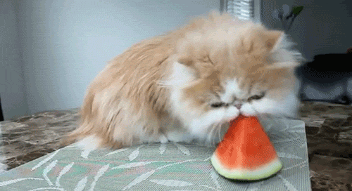 Gifs de Gatos: Gif Gatinho devorando melancia
