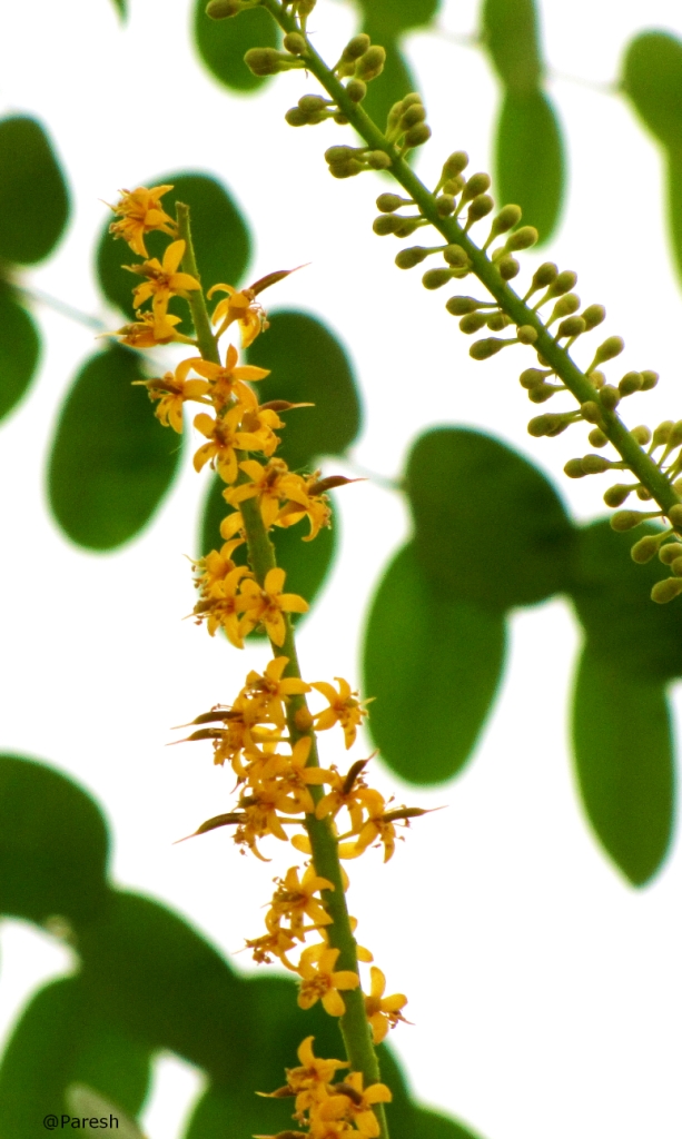 Gifting Trees...: The Saga Tree