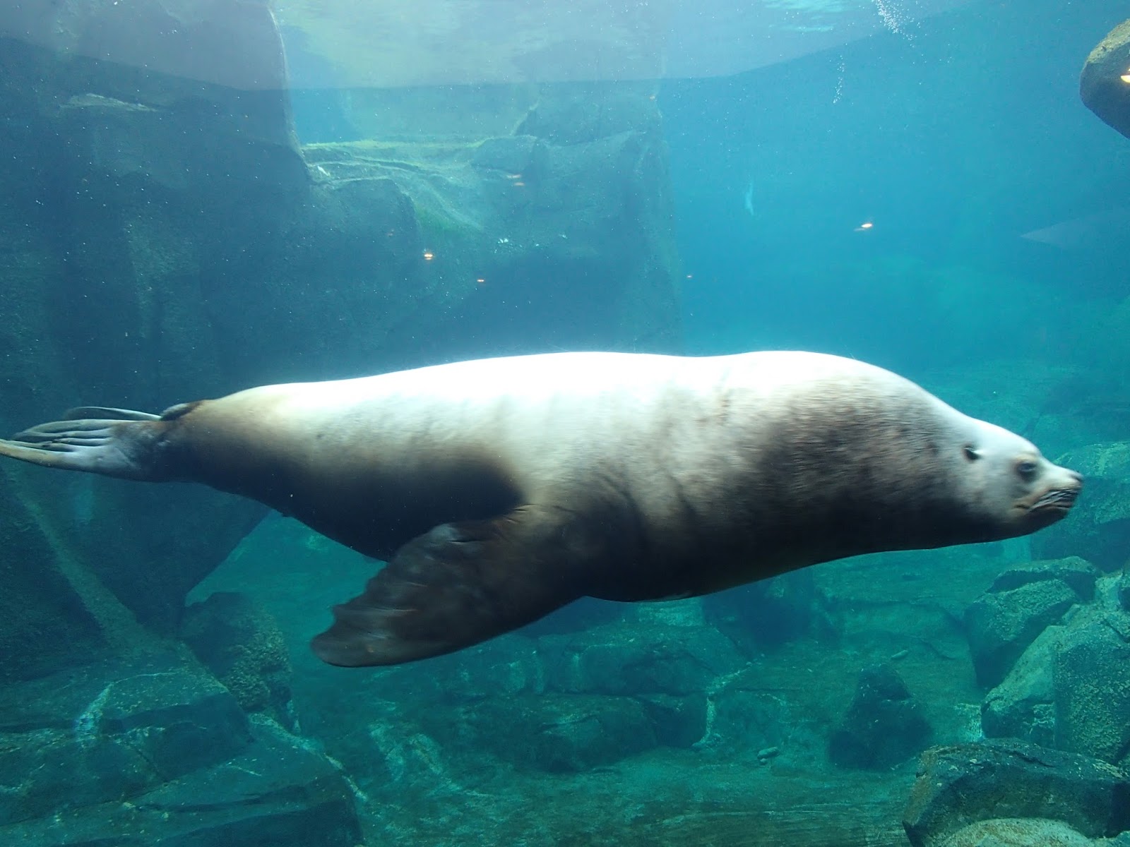 Saving Grace: Pinnipeds