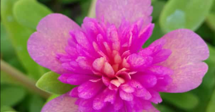 Terbaru 22+ Gambar Bunga Krokot Merah - Gambar Bunga Indah