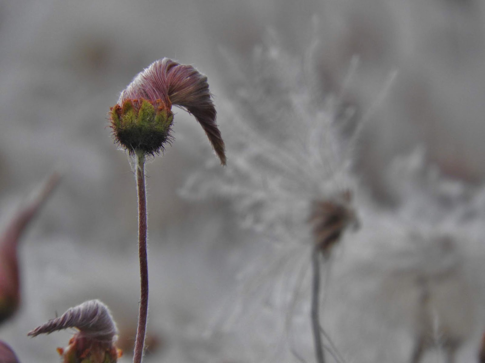 natural connections: Real-life Truffula Trees