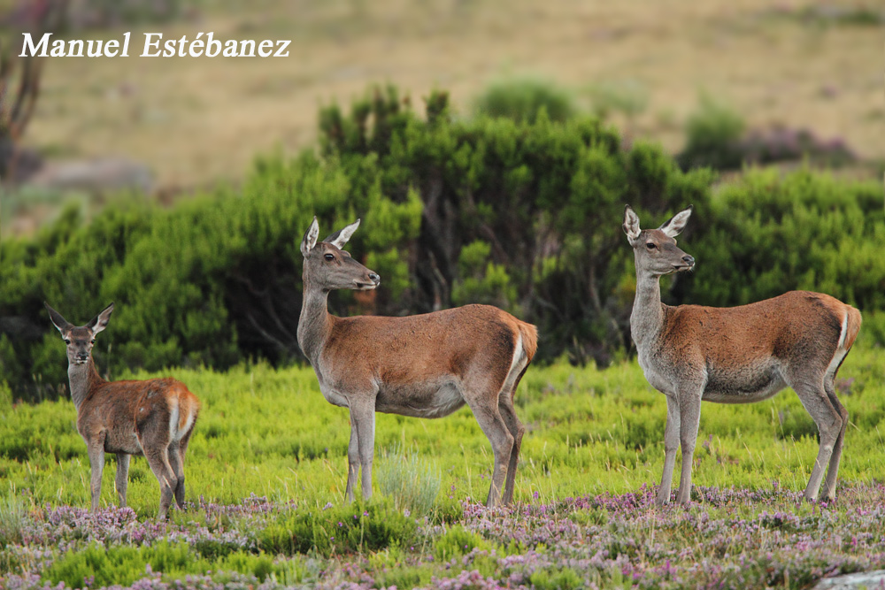 Miradas Cantábricas: Ciervas