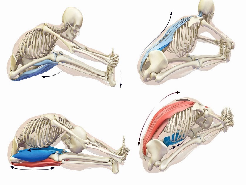 Paschimottanasana (Iyengar) | Prana Prana Yoga | Clases particulares y ...