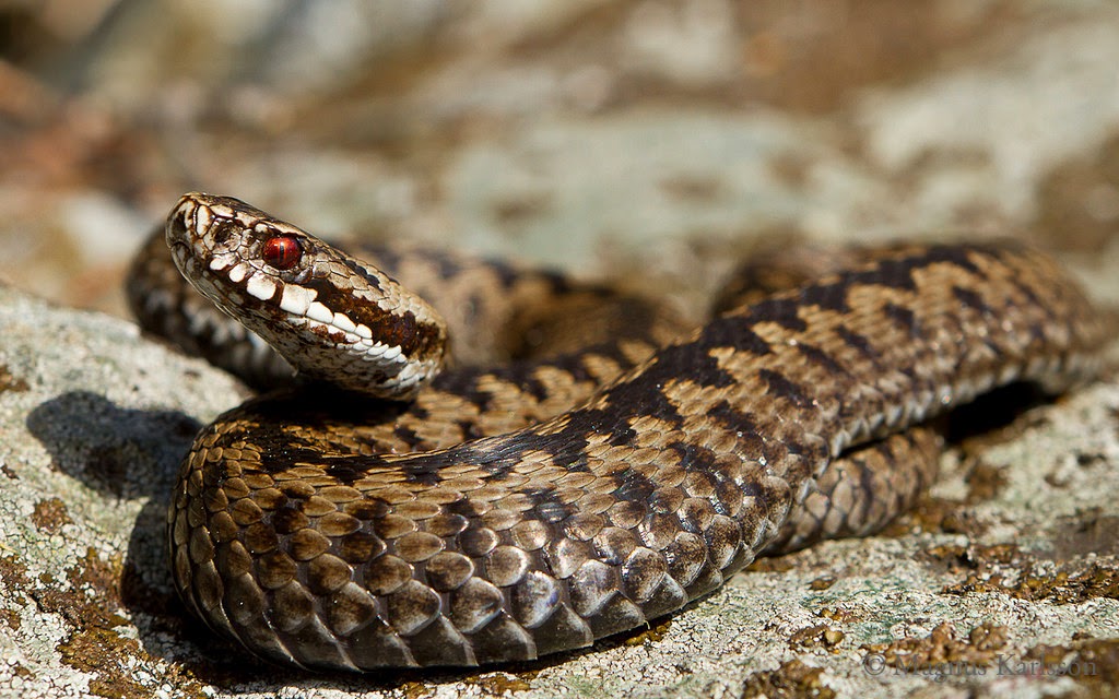 La Víbora como mascota ~ R3 Pets