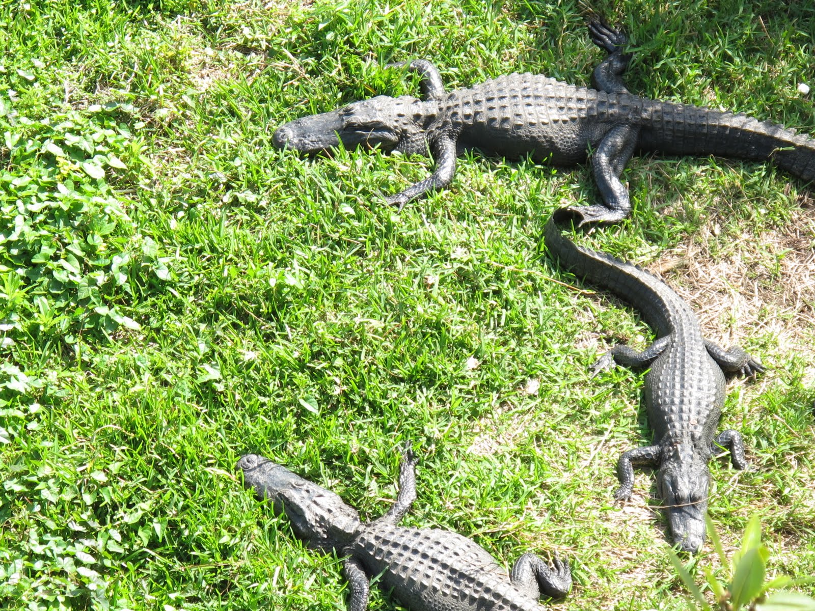 Bionic Grin: A: Alligators All Around