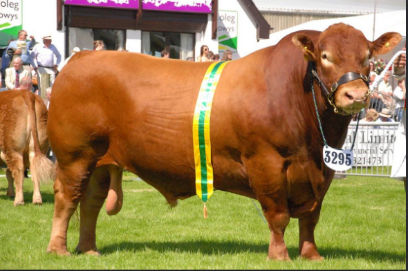 Top 10 Biggest Cattle Breeds In The World - Biggest Cows