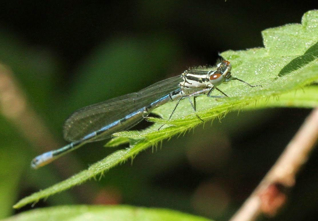 beyond my gate: common blue damselfly
