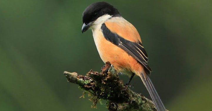 Tips Dan Cara Membedakan Jenis Burung Cendet Atau Pentet | Birds ...