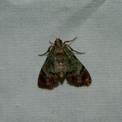 Dendroica: Highlights from East Brunswick's Moth Night