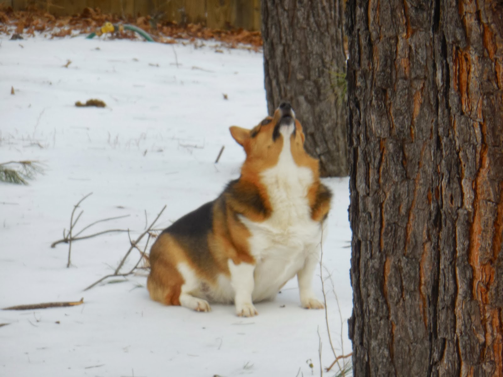 Lily the Corgi: A Corgi's Work Is Never Done