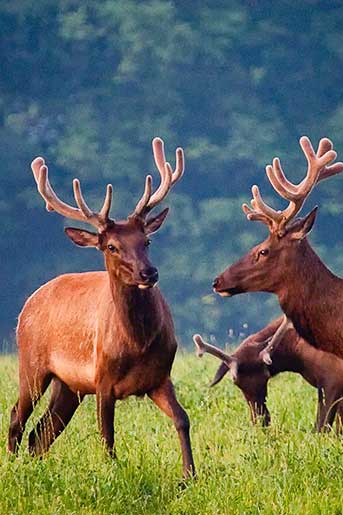 Arkansas Wildlife Photography: June 2012