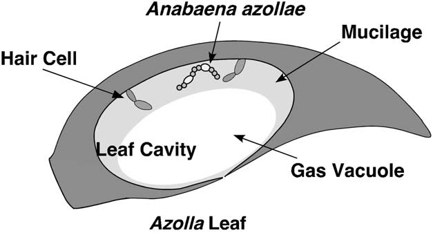Themes of Parasitology: Anabaena azollae: Water Fern's Krantt