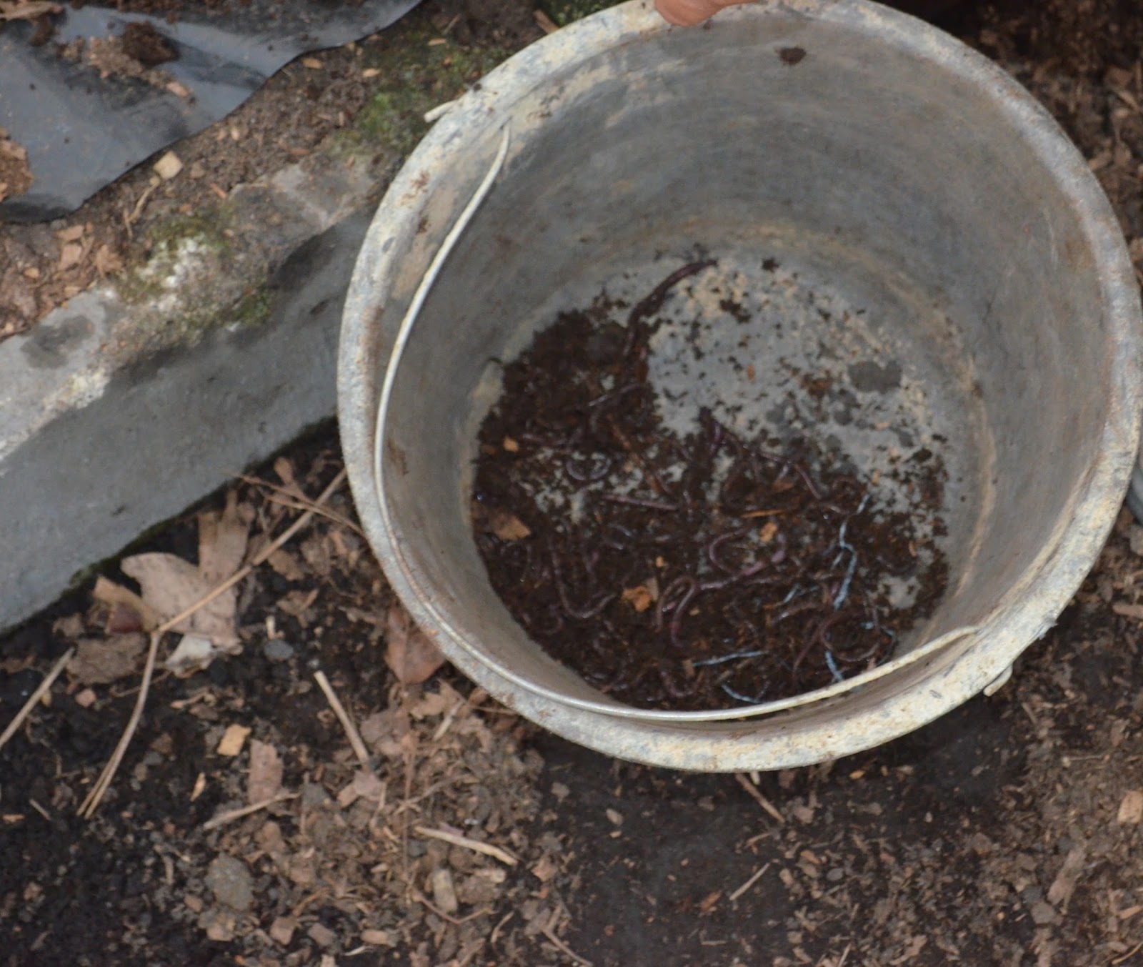 Philippine Culture and Surprises: A visit to Organic and Vermiculture ...