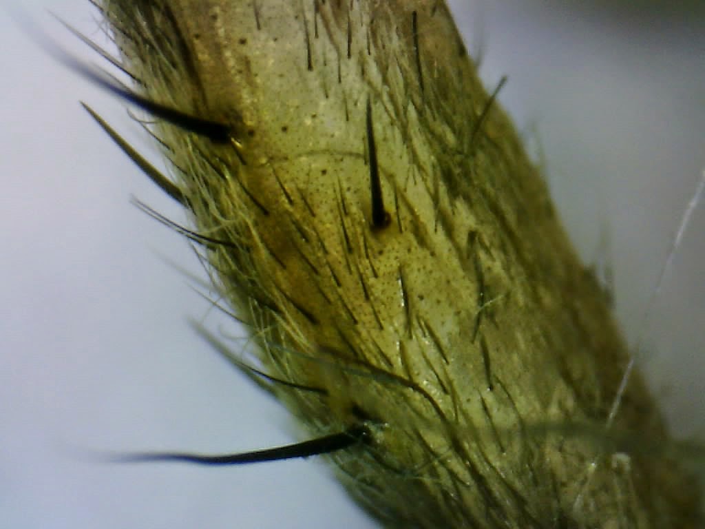 Araña Lobo de Puerto Rico (Pardosa portoricensis) - Puerto Rico Loves ...