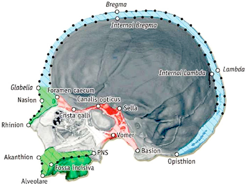 Asymmetry of the Modern Human Endocranium: Placing the fixed landmarks ...
