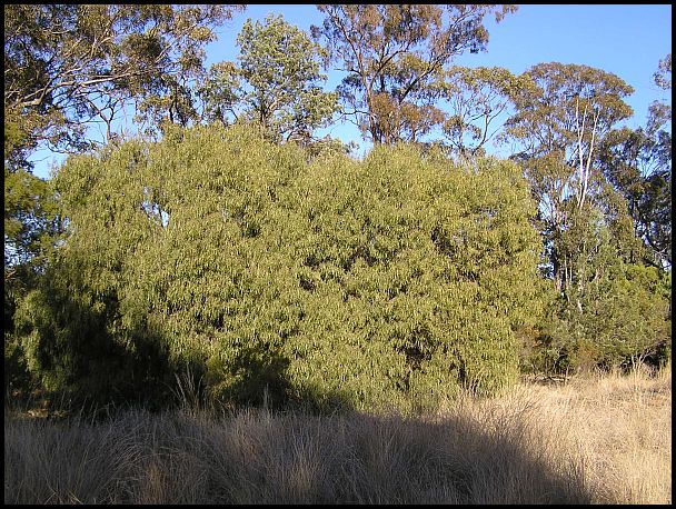 Flora of the Pilliga Forests: Geijera parviflora