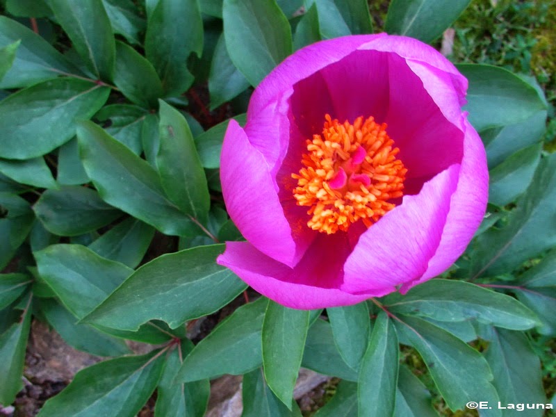 Flora Belalcazarensis: Frutos y semillas de la peonía