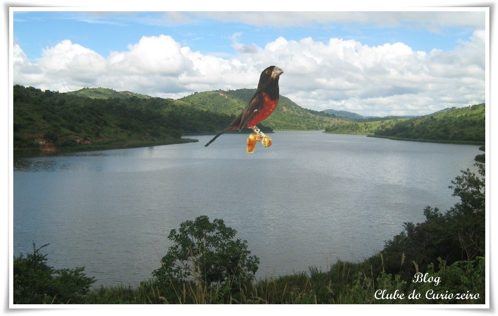 CURIOZEIROS: Paixão por curió mantém vivo o encanto pelo pássaro.