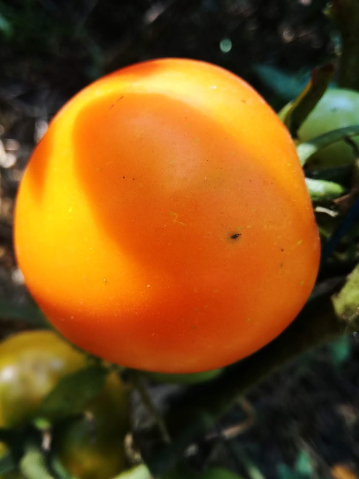 cele patru anotimpuri: Portocalii Geta S.