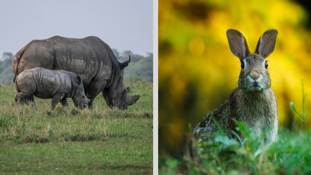 Anglicans Ablaze: Rhinos, Rabbits, and the Challenges of Multiplying a ...
