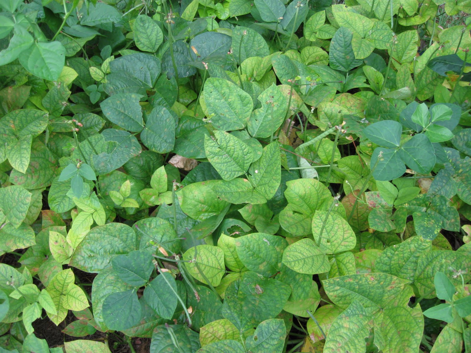 Growing Food in Florida: Cowpeas as a cover crop and green manure