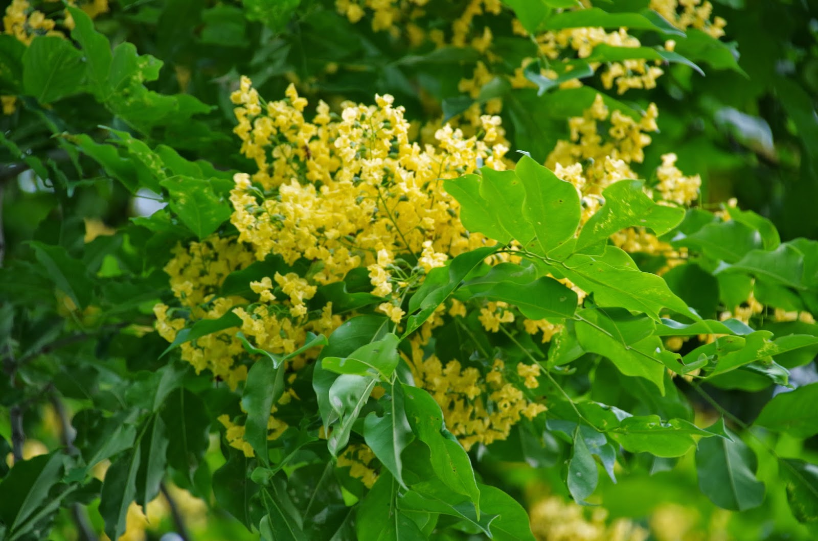 Trees and Plants: Angsana