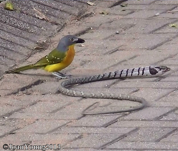South African Photographs: Small bird attacks snake - Kruger National Park