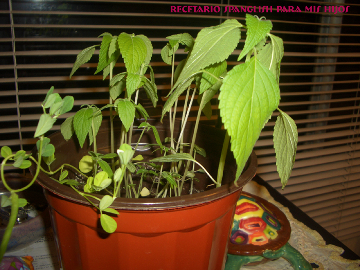 Recetario Spanglish para mis hijos: La planta de chia o salvia ...