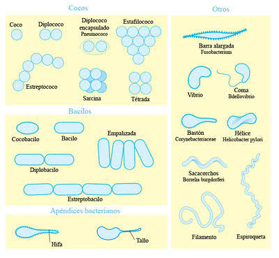 BIOMAGNETISMO ANTOFAGASTA -CHILE: Bacteria
