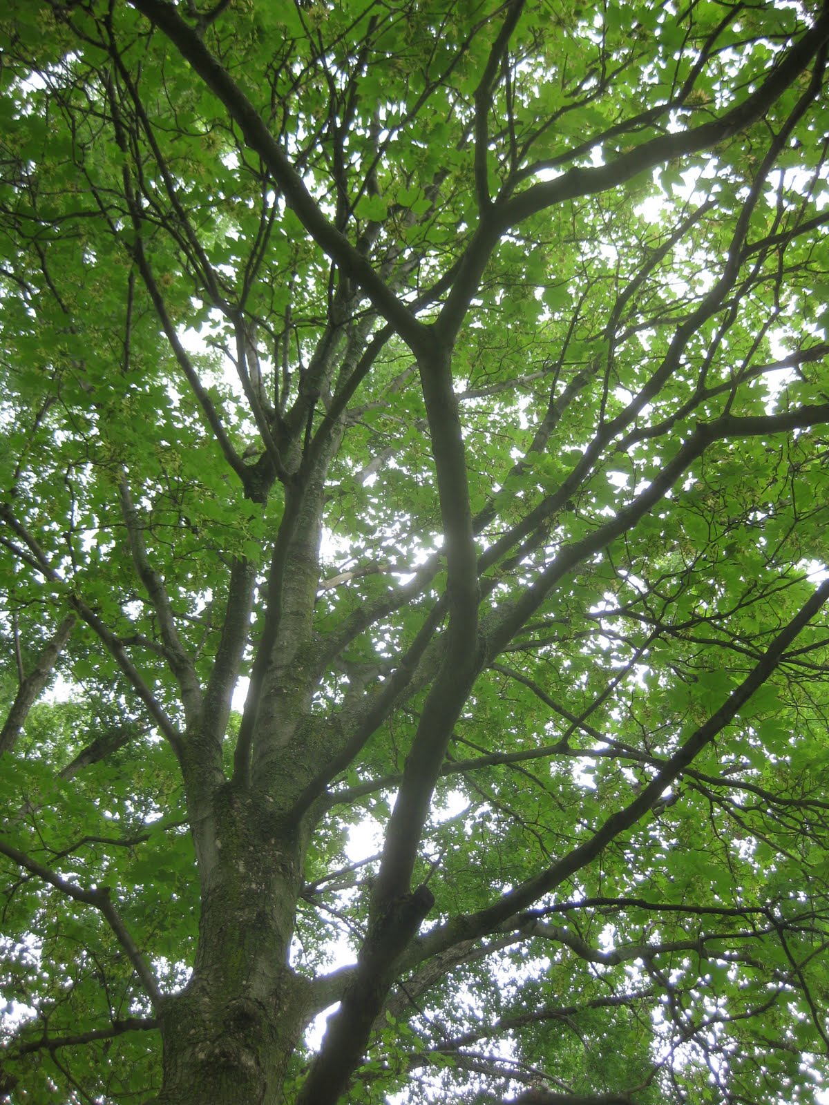 Trees: Reddish samaras on the sycamore maple