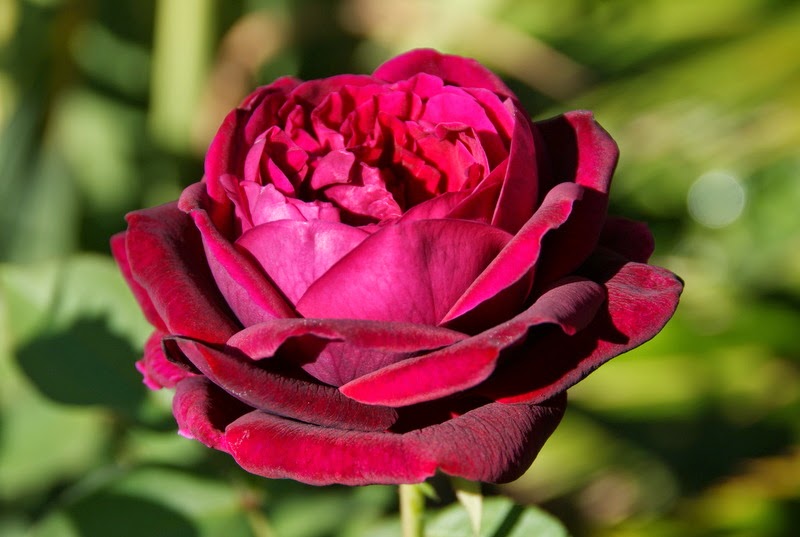 Organic Garden Dreams: August Roses