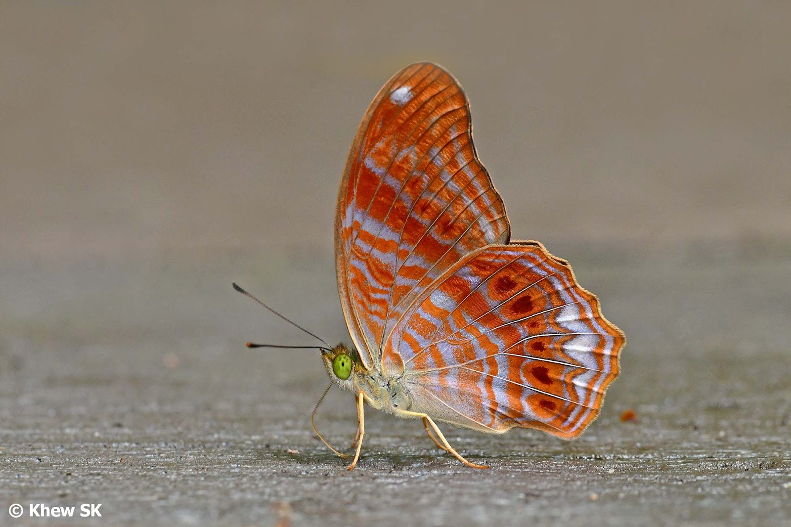 Butterflies of Singapore: Singapore's Royalty - Part 2