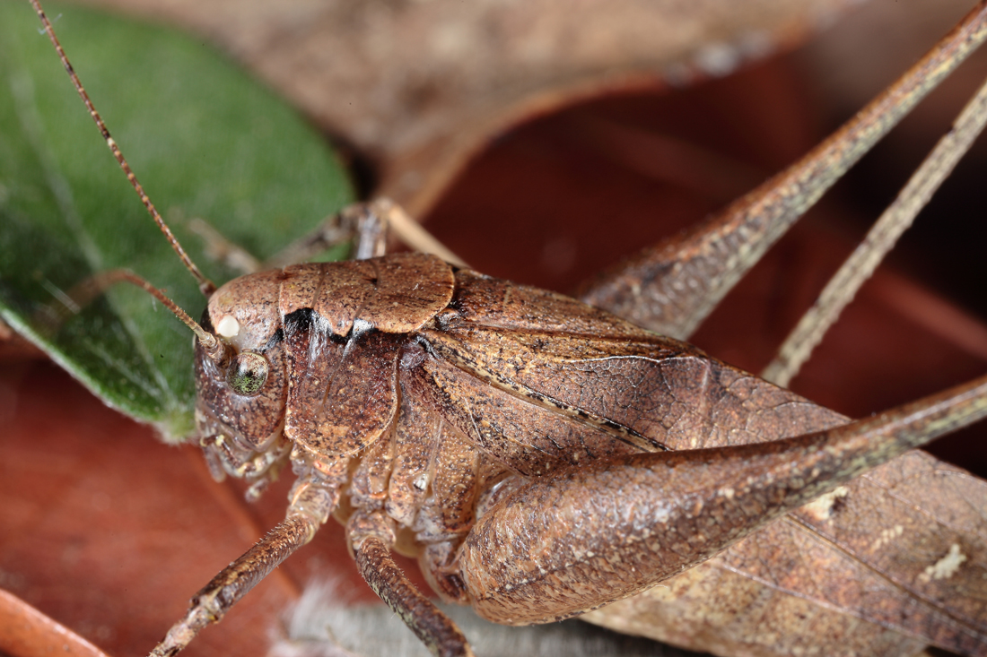 BunyipCo: October 2012