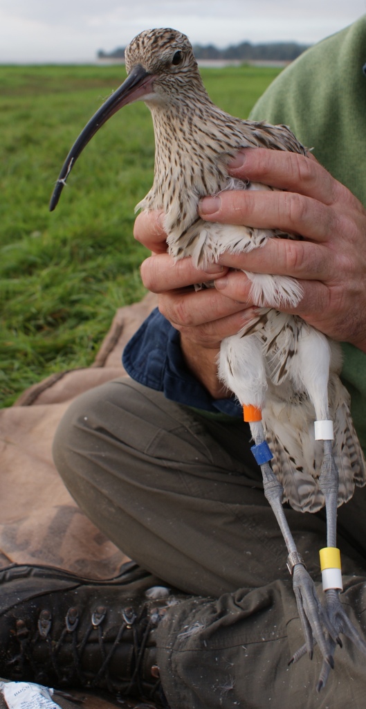 BOC bird sightings: Colour-ringed Curlews - Ed Drewitt