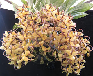 Gongora galeata care and culture | Travaldo's blog